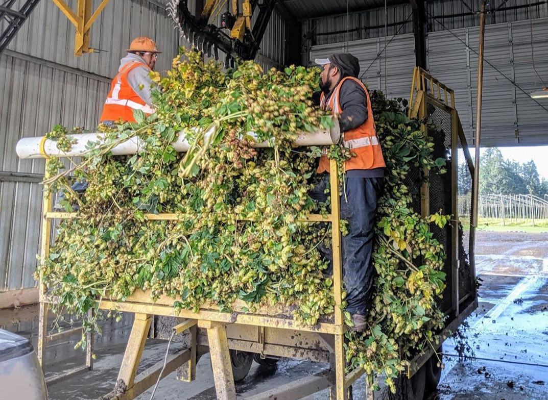 Hop Harvest 2019: Fests, Process, and Beers – Craft Beer Scribe